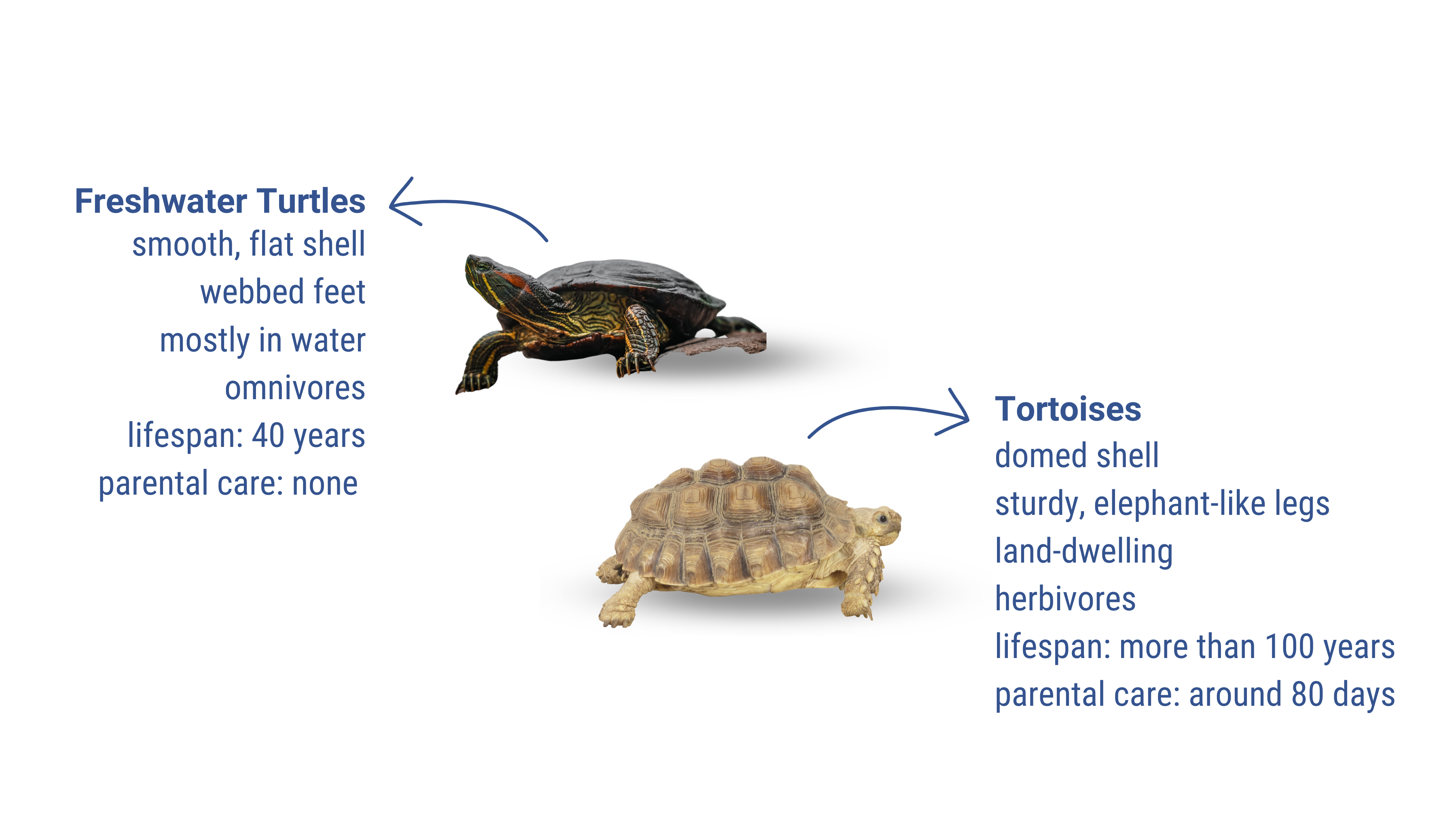 Turtles and Tortoises Differences | FWS.gov